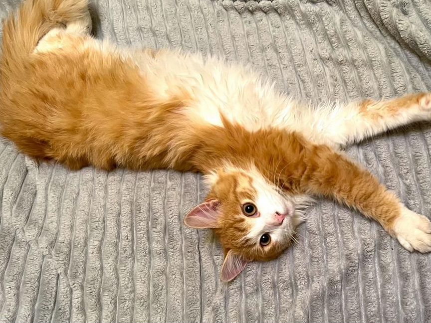 Британский котик