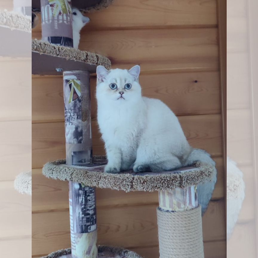 Кошка шиншилла
