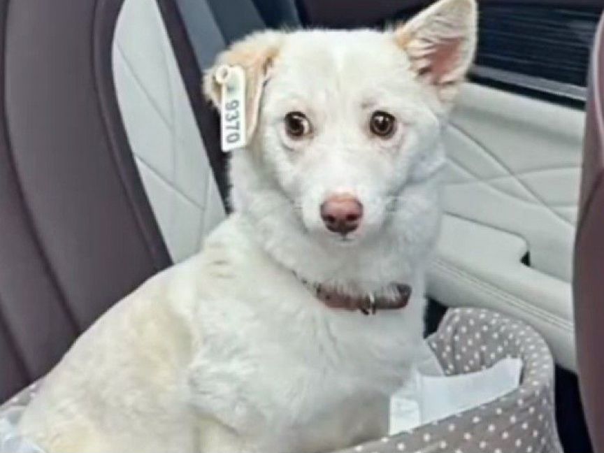 Маленькая комнатная молодая стерилизованная собачк