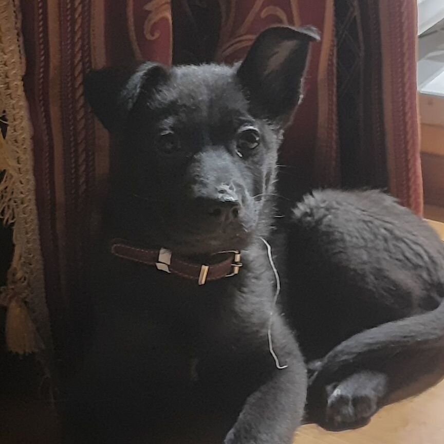 Отдам в добрые руки собаку