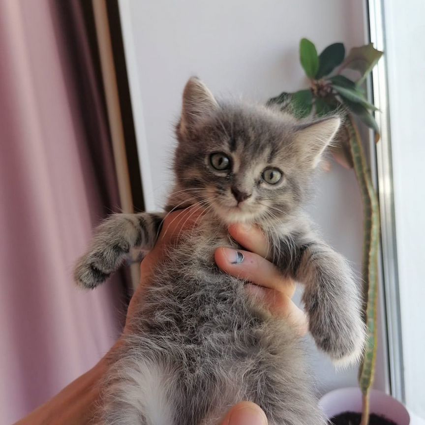 Стешка