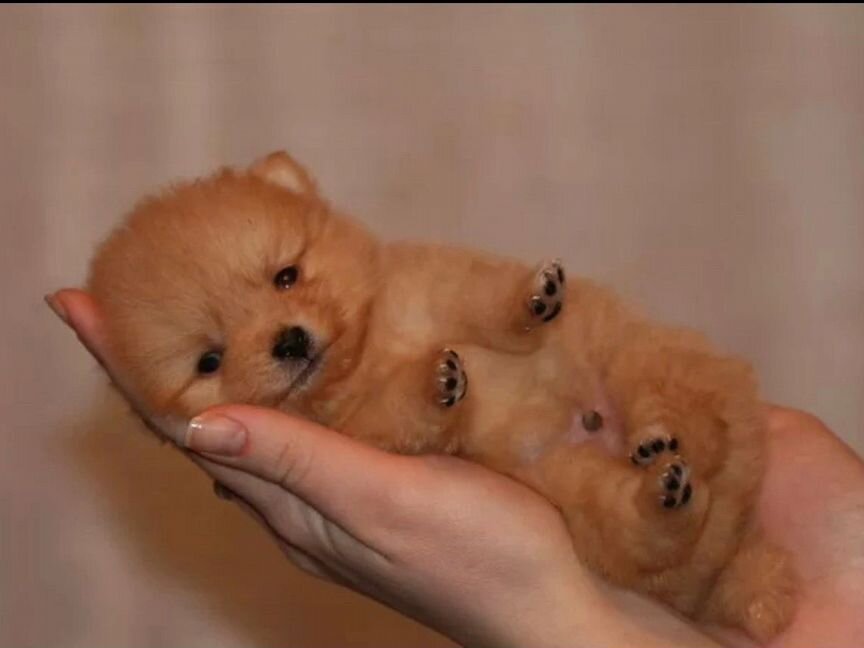 Собака