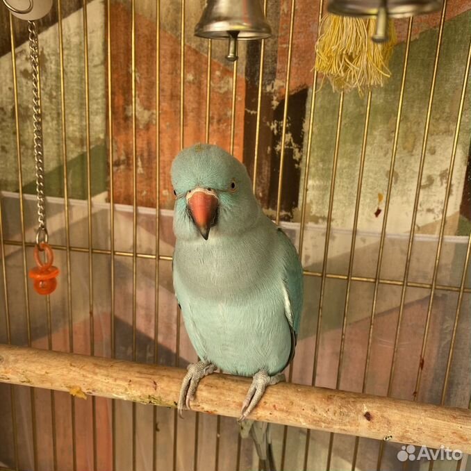 Ожереловый попугай самец синий