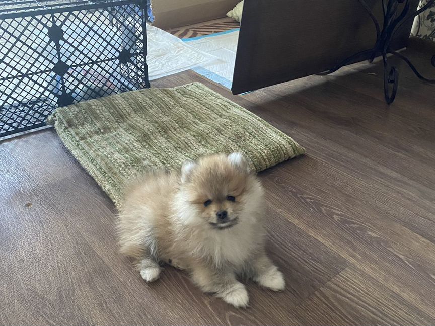 Померанский шпиц крем-соболь мальчик