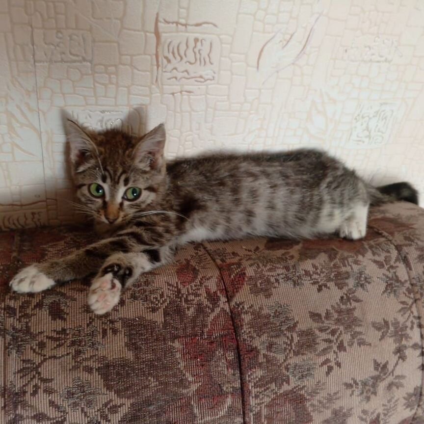 Отдадим котенка девочку