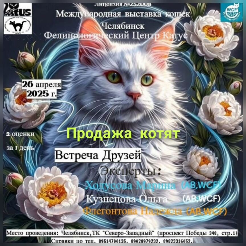 Выставка кошек
