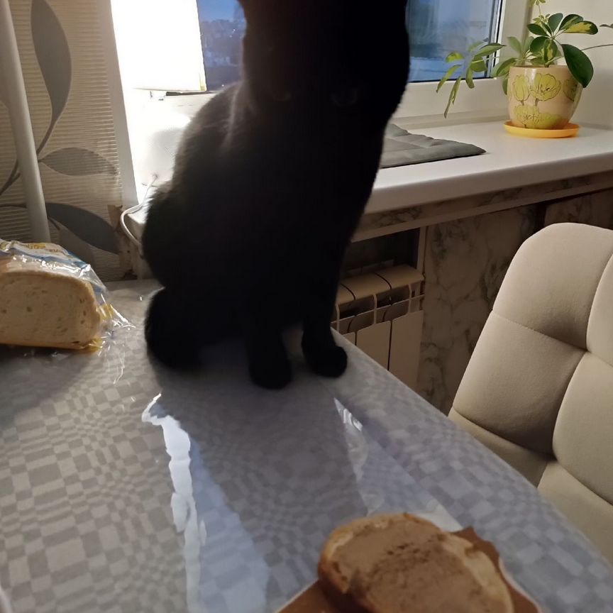 Взрослая, Девочка кошка в добрые руки