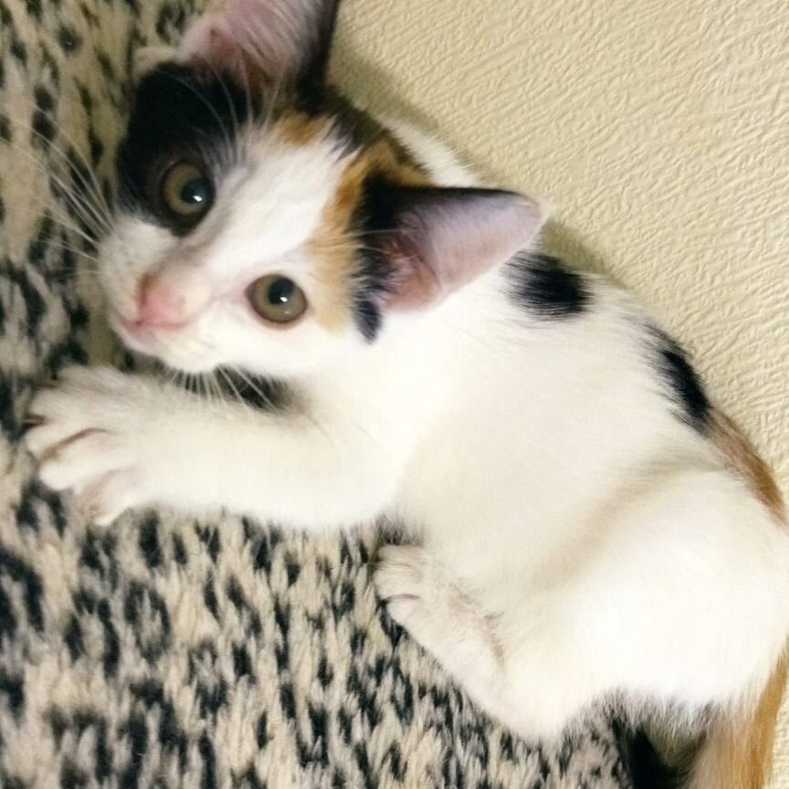 Кошечка 2,5 месяца