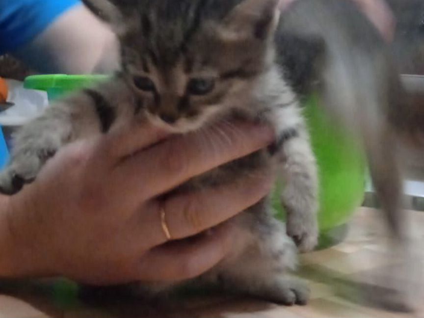 Котята в добрые руки даром бесплатно