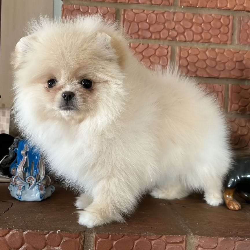 Померанский шпиц, щенок