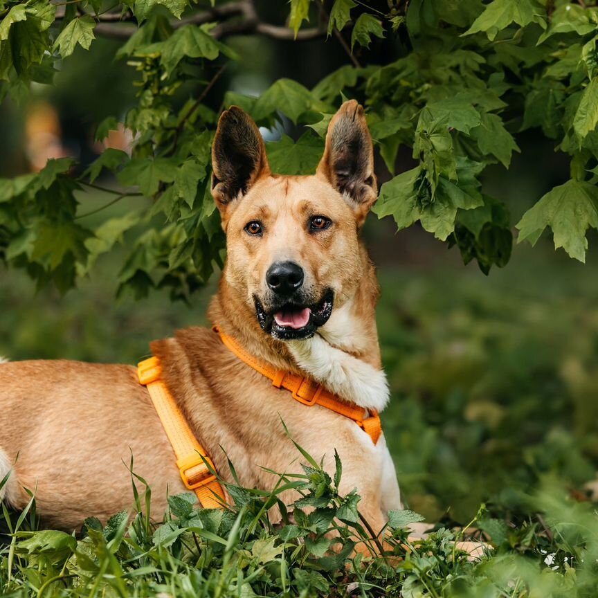 Собака в добрые руки отдам бесплатно