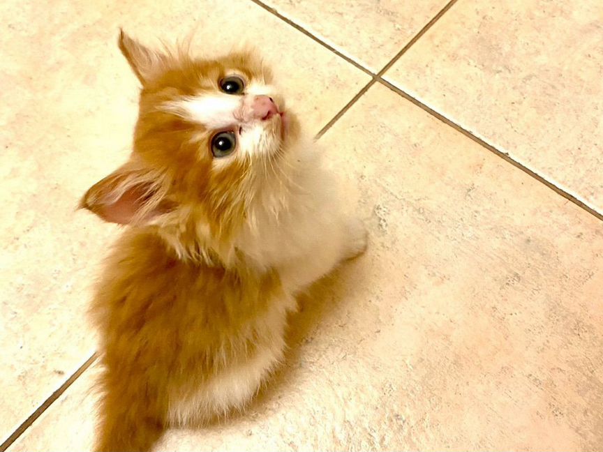 Котенок