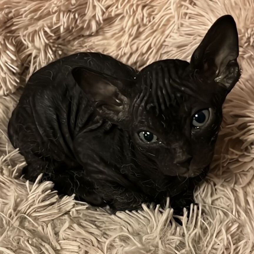 Донской сфинкс котёнок