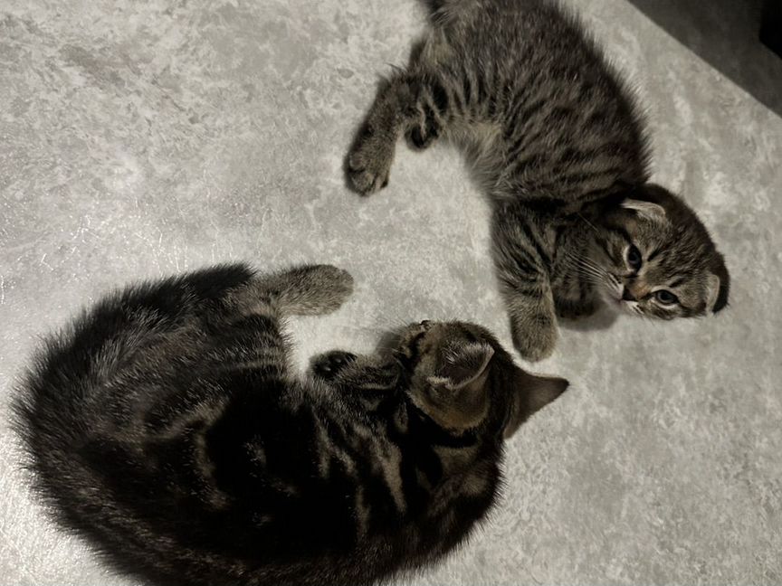 Британские котята