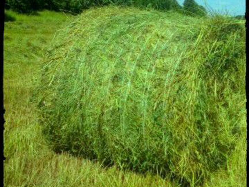 Сено свежее 2022 года разнотравье