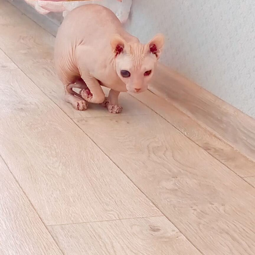 Кот донской сфинкс