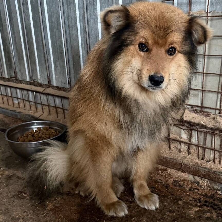 Взрослый пёс в добрые руки