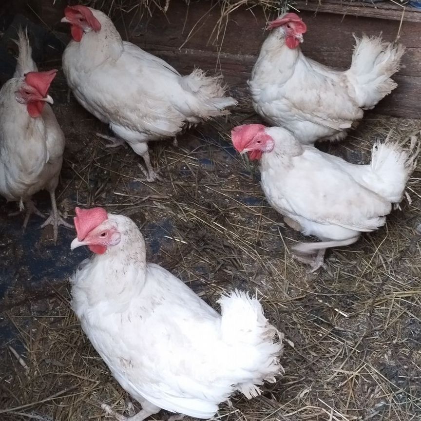 Куры несушки продам.Златоуст