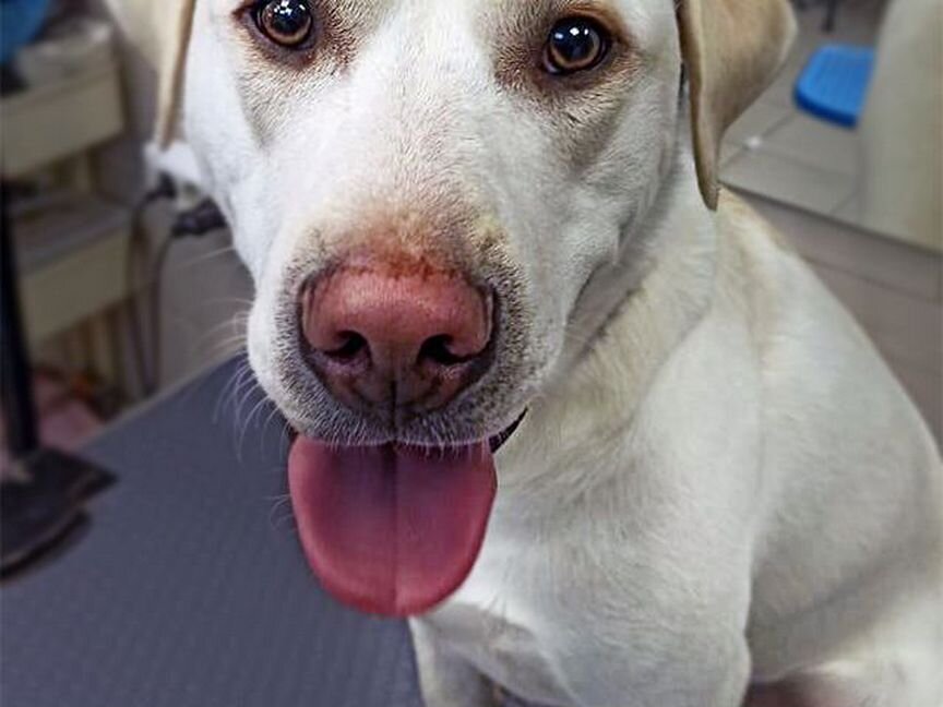 Метис лабрадора ищет дом