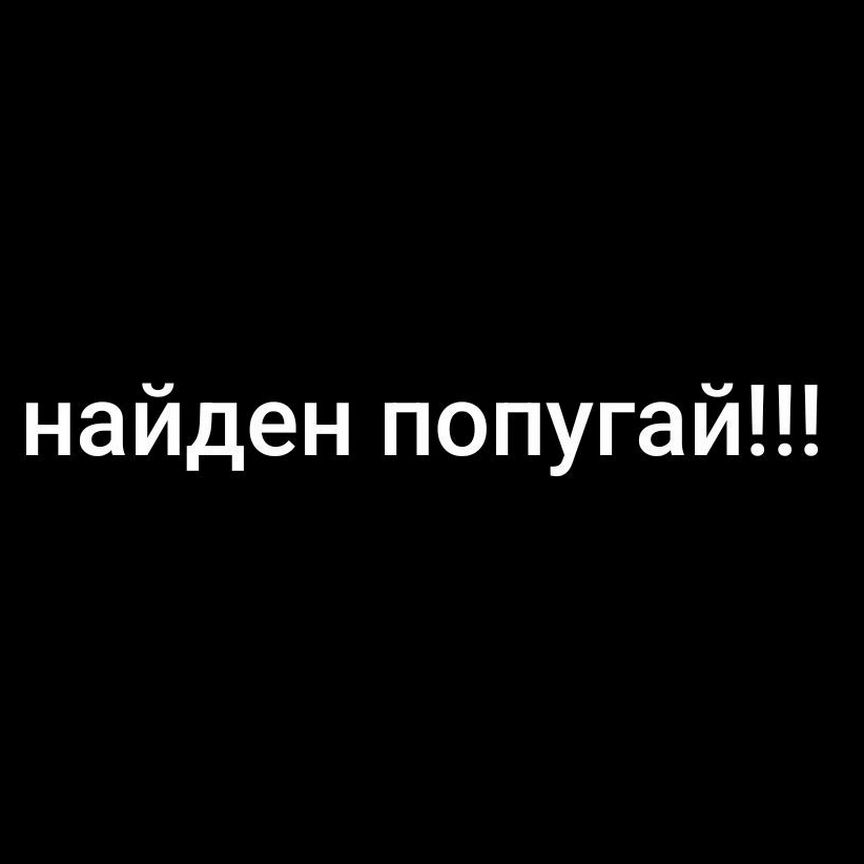 Нашелся попугай, ищем хозяев