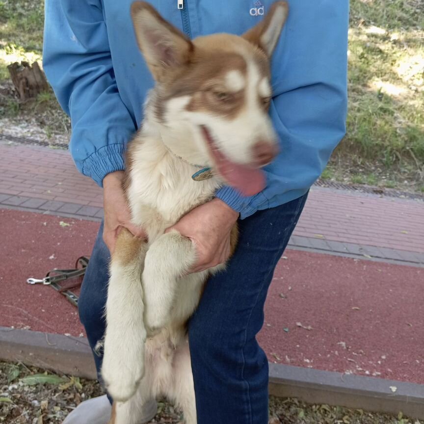 Мальчик смесь с хаски