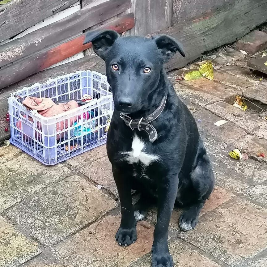 Альма - собака компаньон. Стерилизована