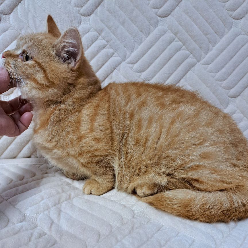 Манчкин мальчик