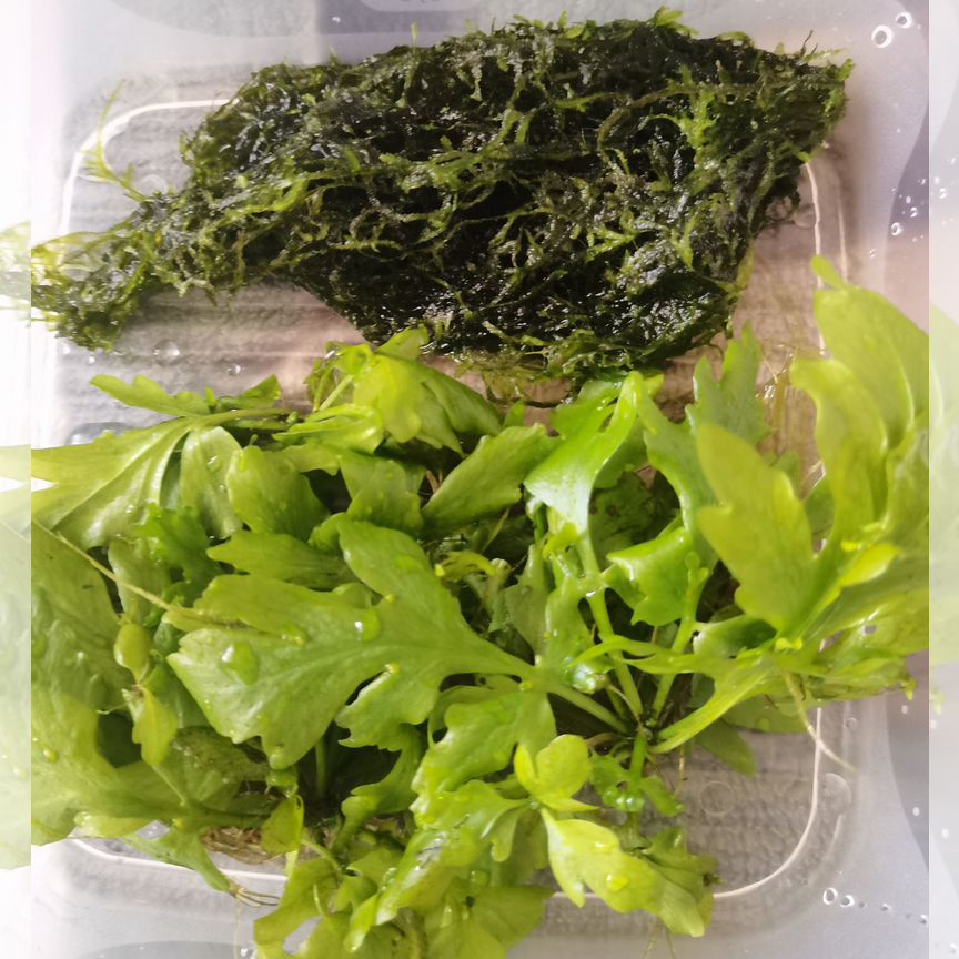 Аквариумная прополка