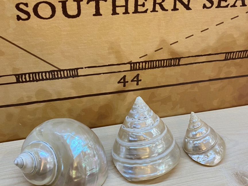 Ракушки жемчужные перламутровые и др