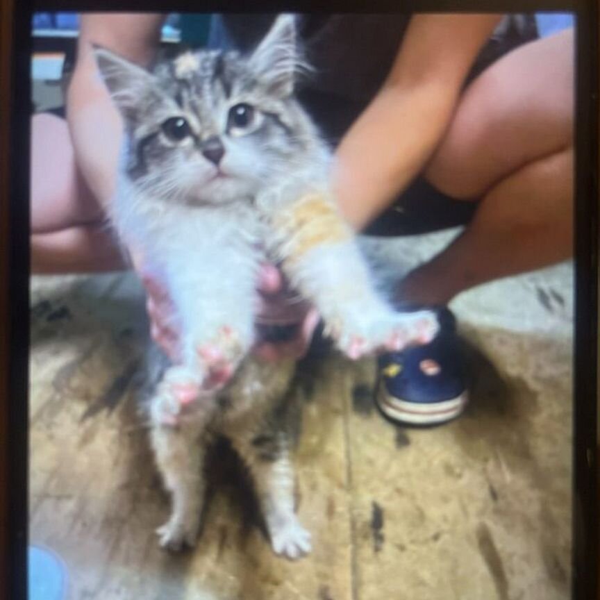 Котята в добрые руки бесплатно девочка