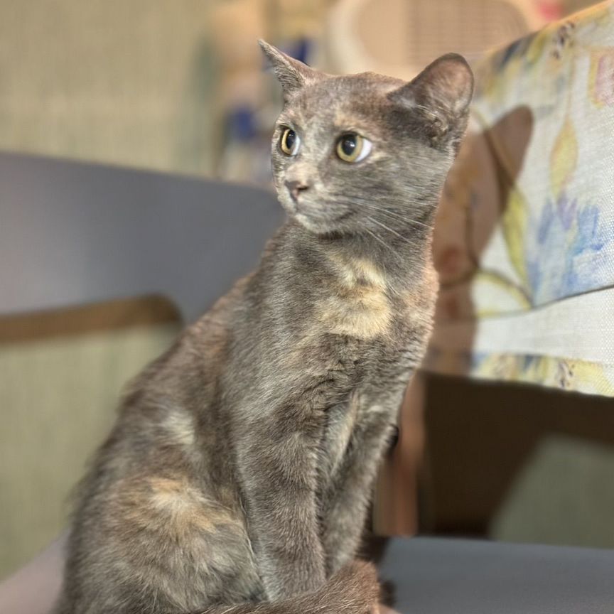 Спасите от усыпления (девочка)