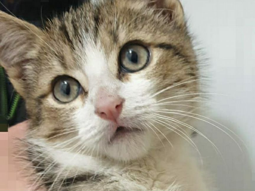 Котенок Барсик одинок