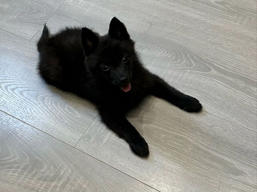 Щенок Схипперке 3 месяца девочка