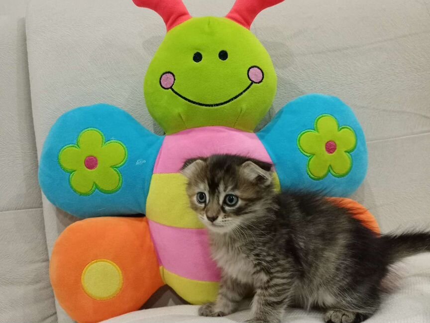Вислоухий котёнок девочка