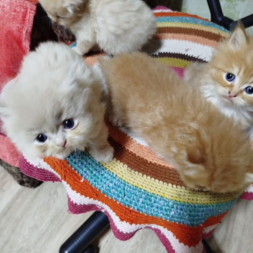 Котята
