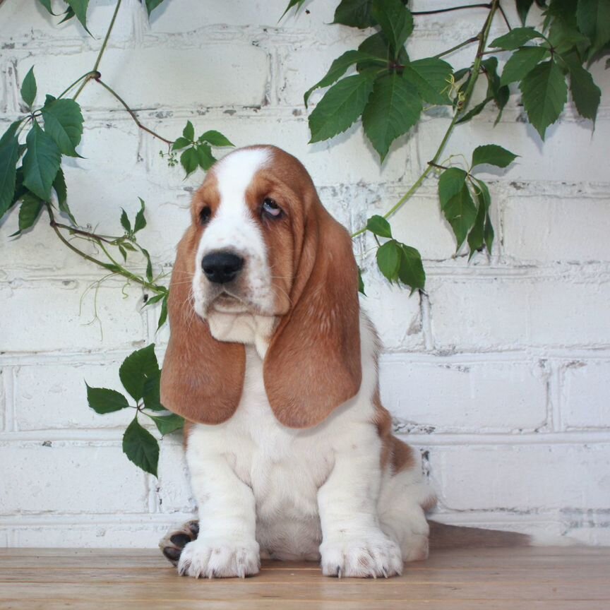 Белолобая девочка щенок бассет хаунд