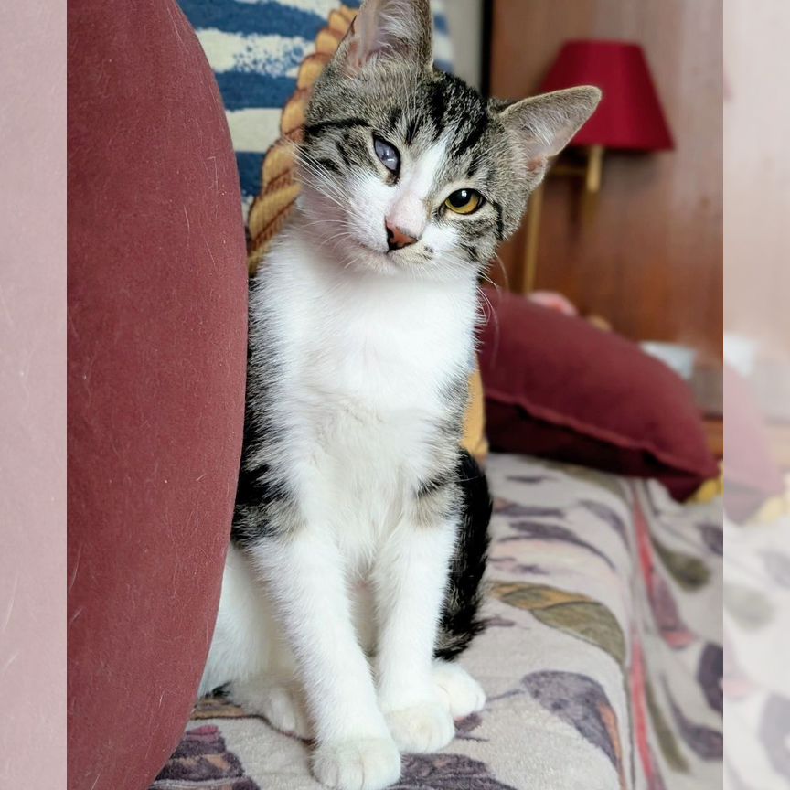 Котёнок в добрые руки