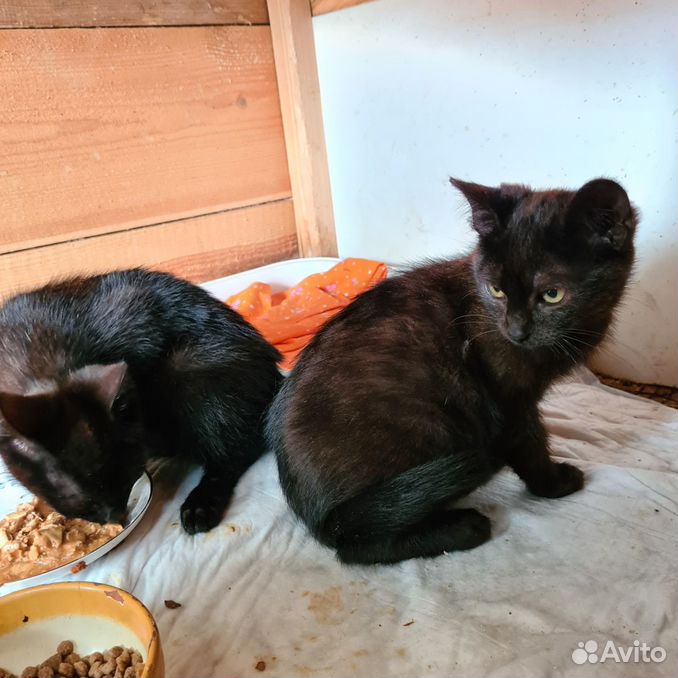 Пристраеваем чёрных котят