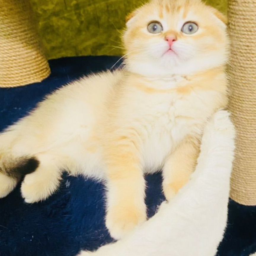 Шотландский вислоухий короткошёрстный котёнок
