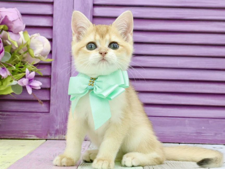 Котик золотая шиншилла ny12 с прививками