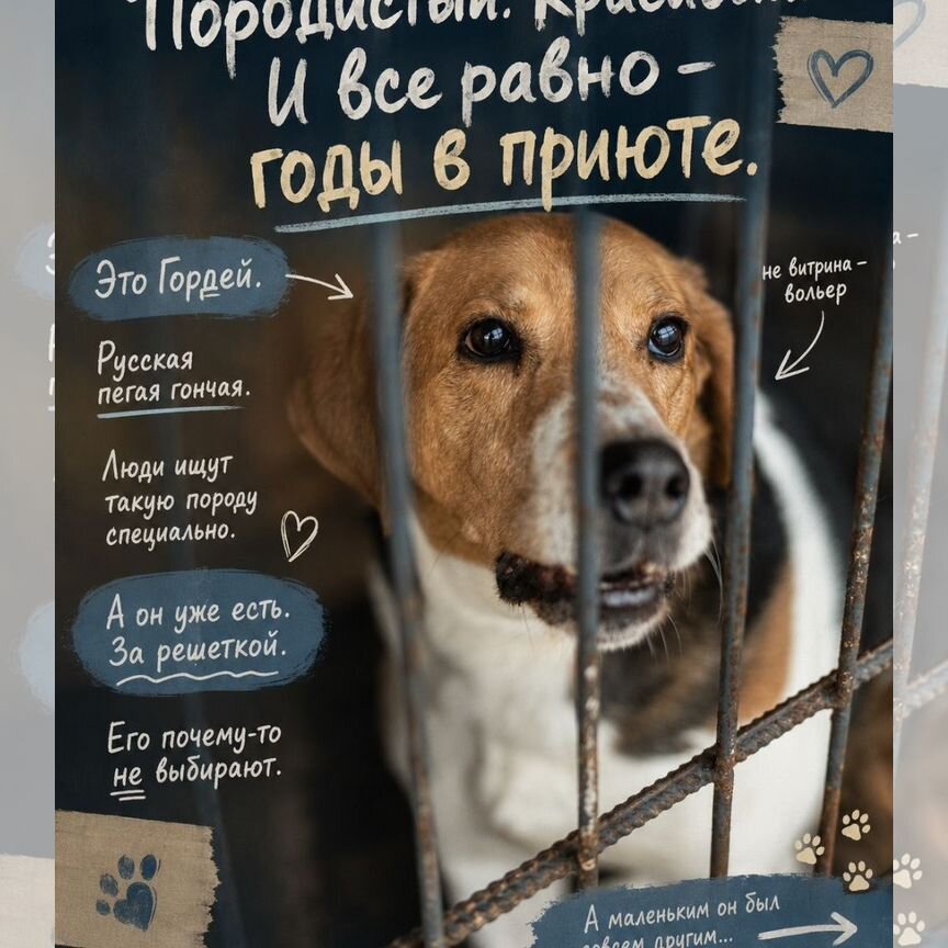 Русская пегая гончая, взрослый пёс