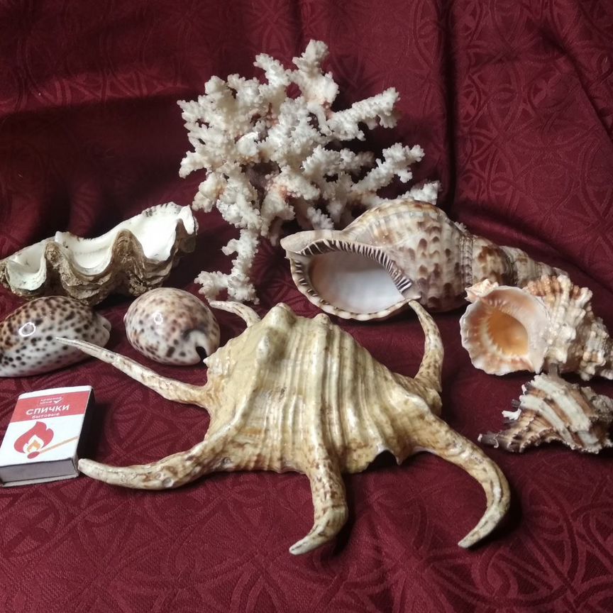 Раковины и кораллы южных морей