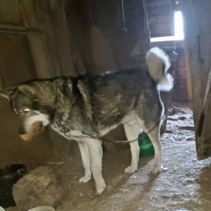 Западносибирская лайка, взрослый пёс