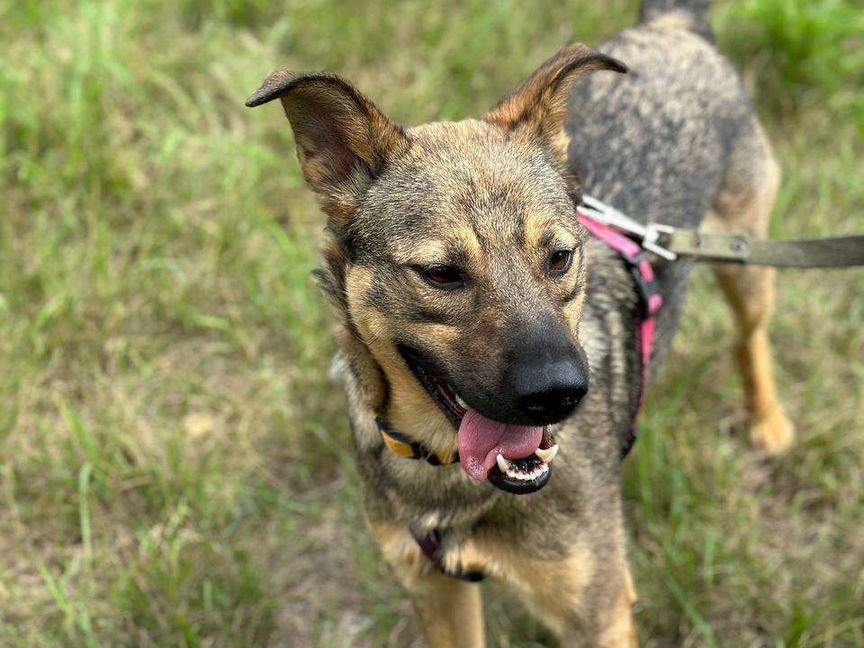 Милейший Громик ищет дом