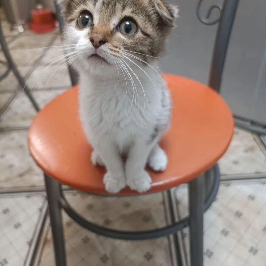 Котенок зайчик