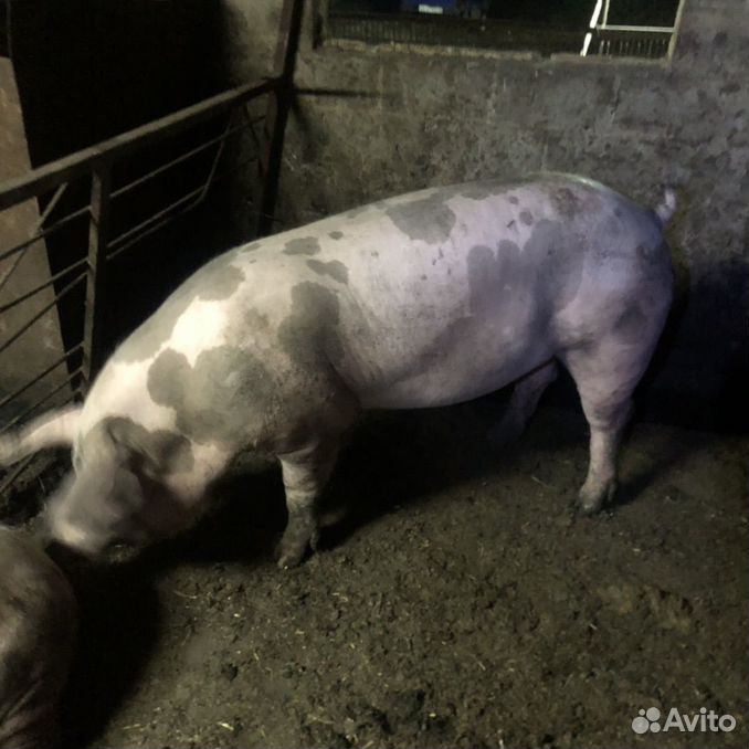 Поросята Петрен