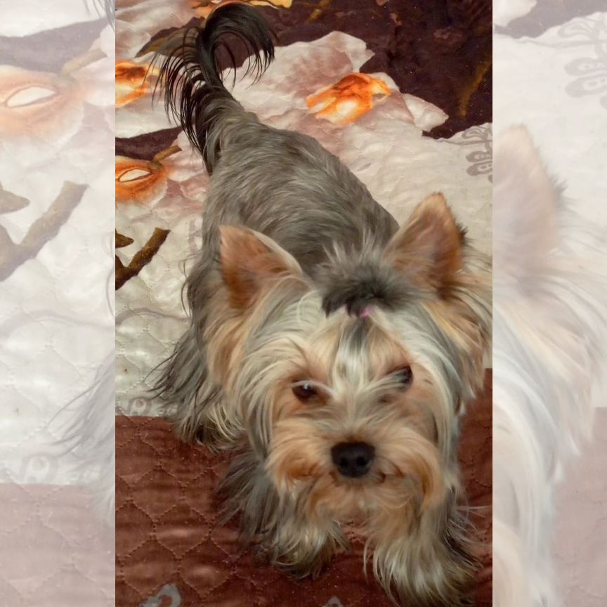 Йоркширский терьер, взрослый пёс