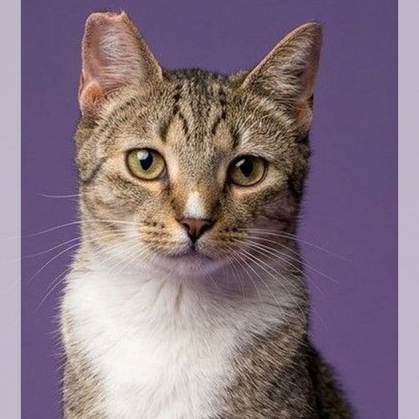 Европейский короткошёрстный котёнок