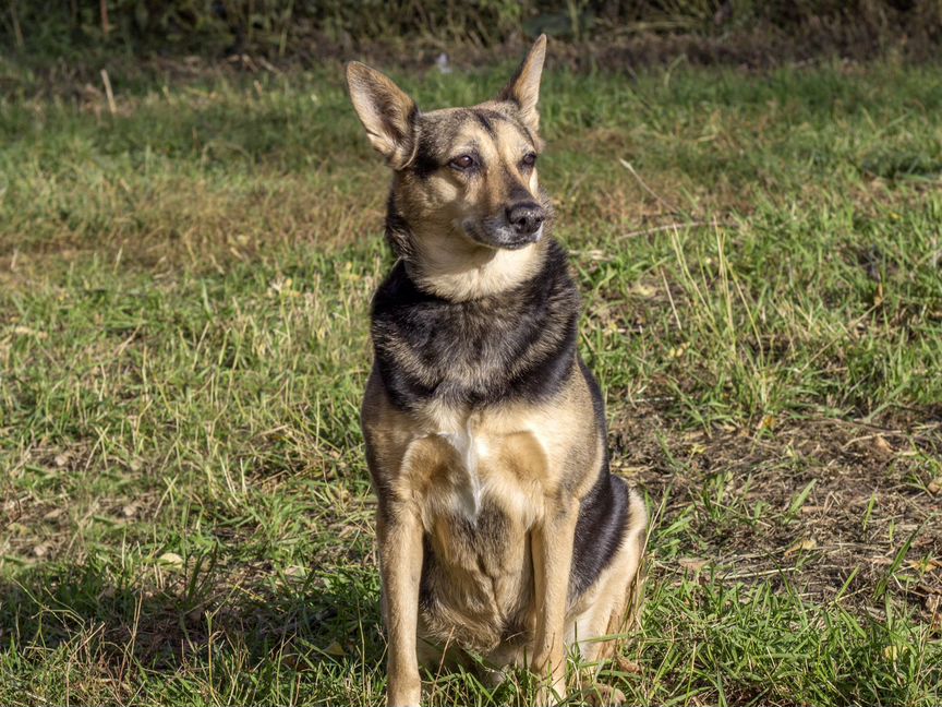 Возрастная собака ищет квартирное проживание