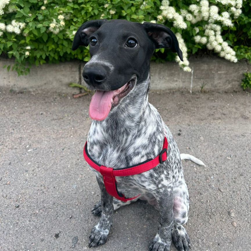 Ищет дом замечательный щенок Ришель